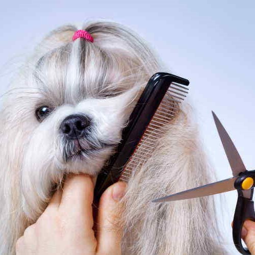Pet Grooming Service at Home in Delhi NCR, 999 For Dog and Cat